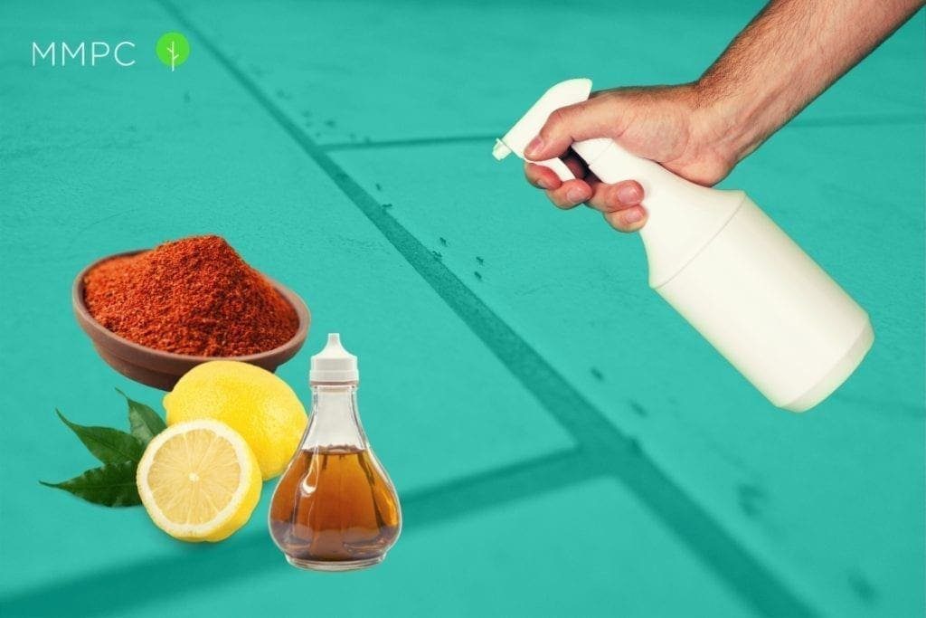 Ants Archives - MMPC