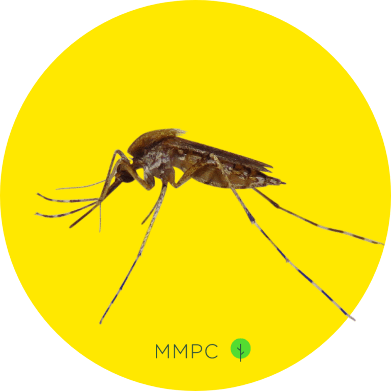 NYC Pest Control Guide: Mosquitoes