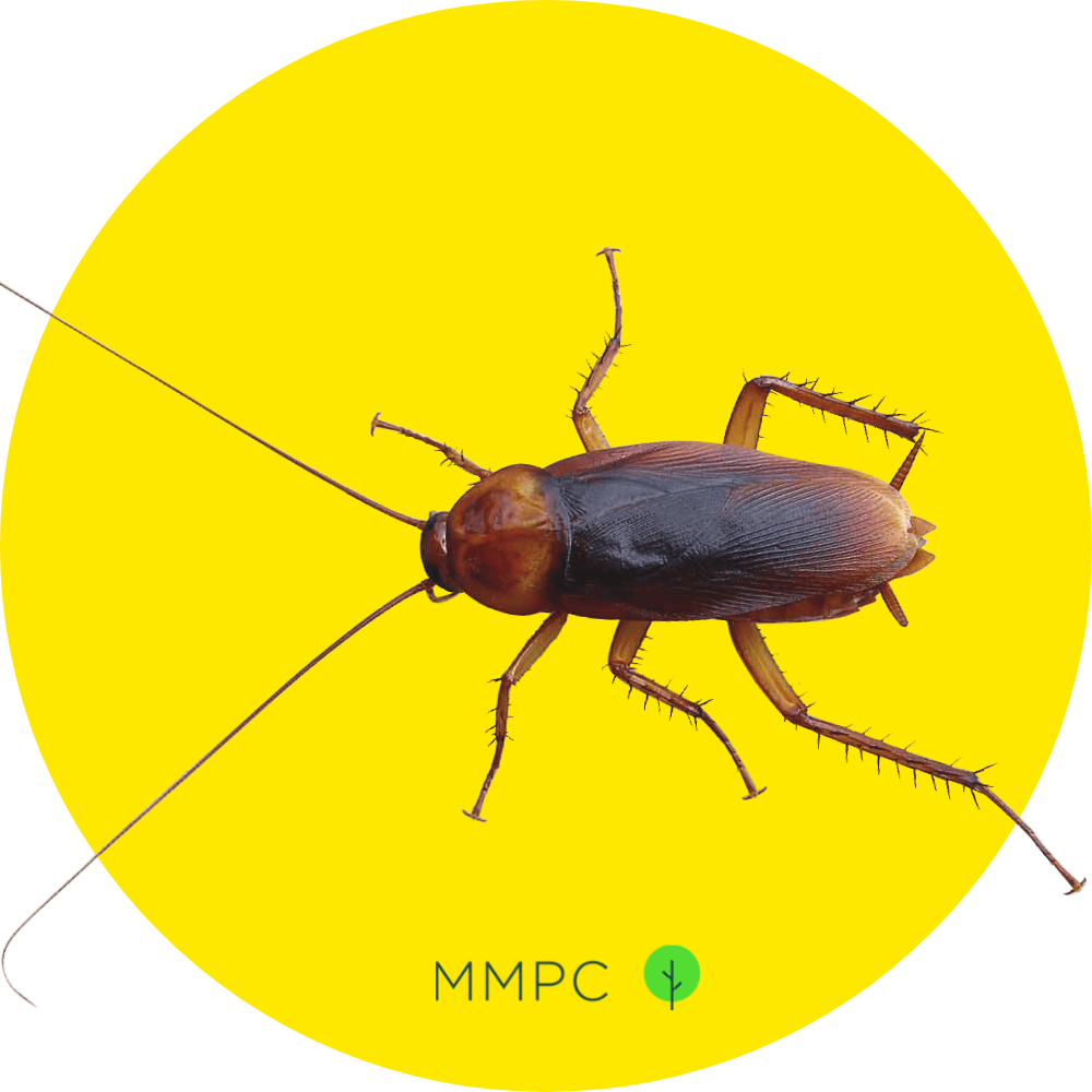 Cockroach Facts: Do Cockroaches Fly?