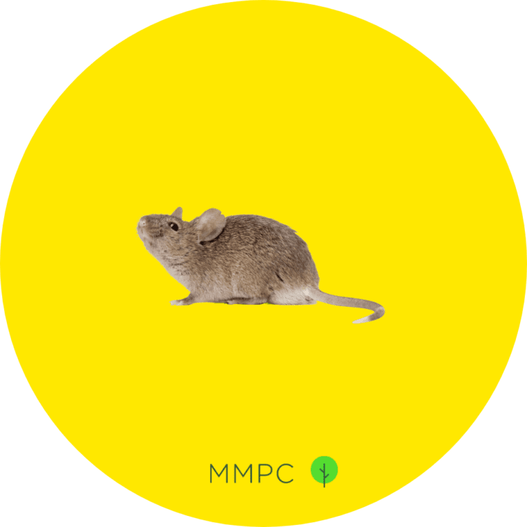 NYC Pest Control Guide: Mice and Rats