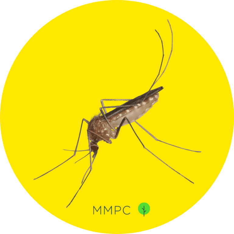 How To Prevent Mosquitoes From Breeding In Your Backyard