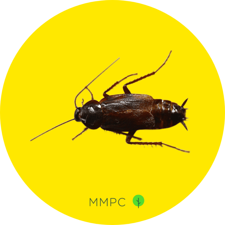 Cockroach Facts: Do Cockroaches Fly?