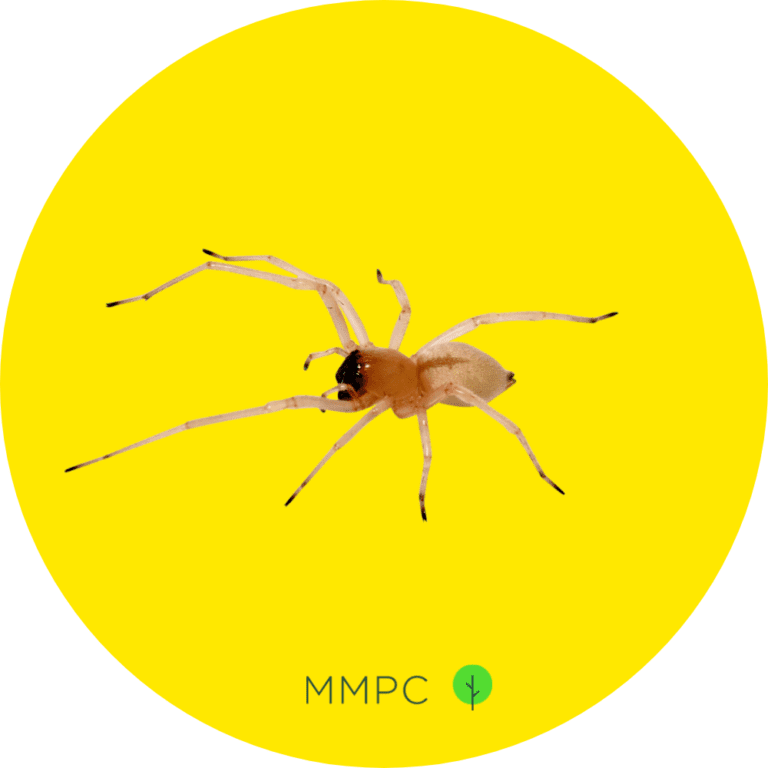 Common Fall Pests to Look Out for in New York and the Tri-State Area