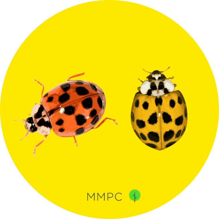 What Are Asian Lady Beetles & How to Get Rid of Them - MMPC