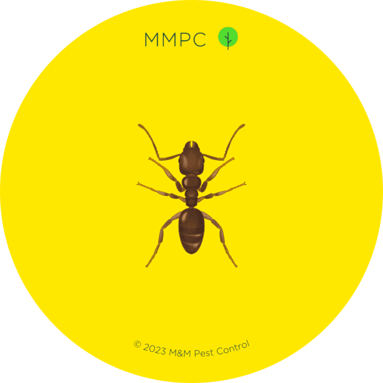 How to Identify Small Bugs in Your Bed or Bedroom (Pest Guide) - MMPC