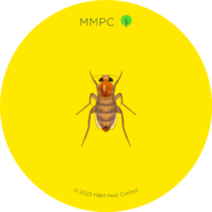 Fly Identification & Control - MMPC Pest Library