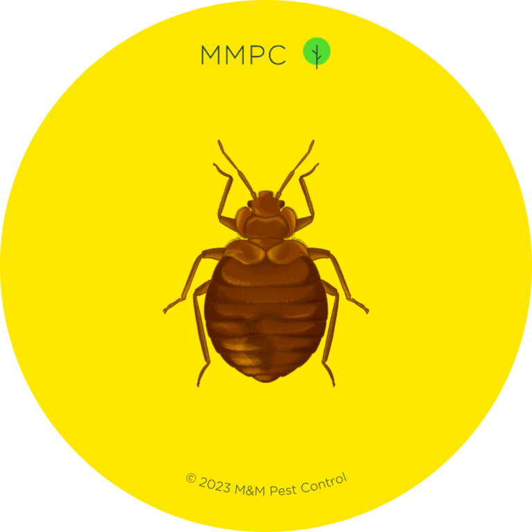 How to Identify Small Bugs in Your Bed or Bedroom (Pest Guide) - MMPC