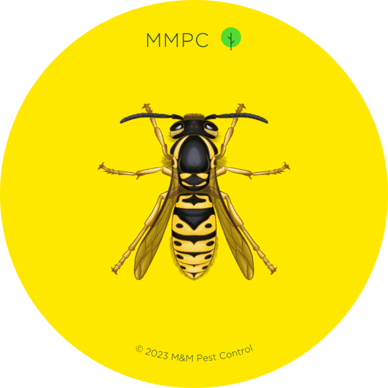 Wasps - MMPC