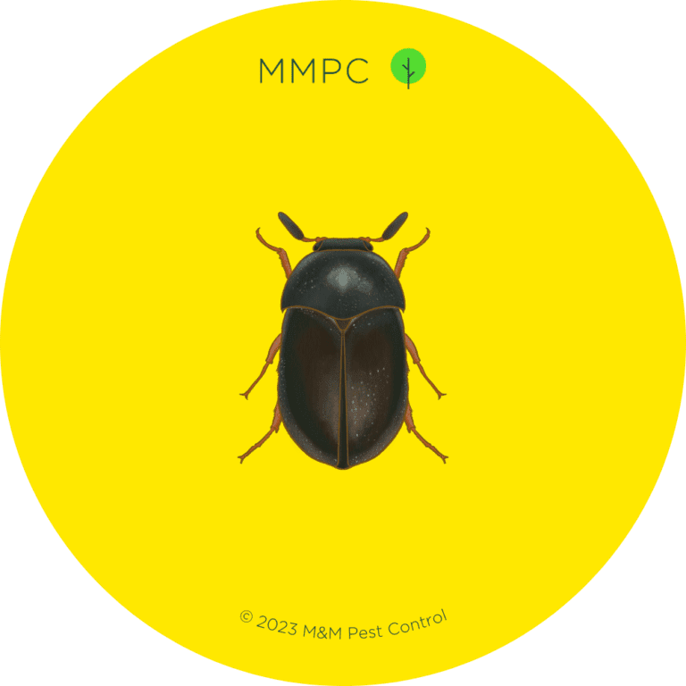 How to Identify Small Bugs in Your Bed or Bedroom (Pest Guide) - MMPC