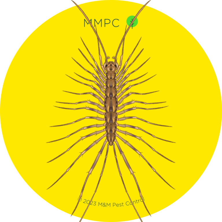 Centipede Identification & Control - MMPC Pest Library