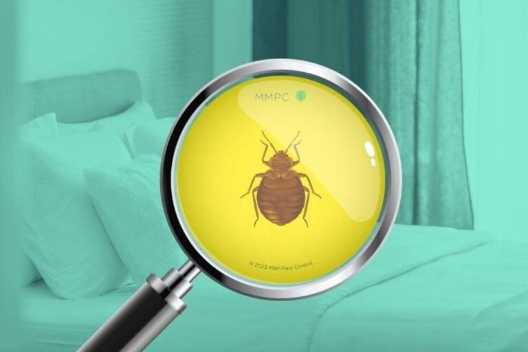 How to Identify Small Bugs in Your Bed or Bedroom (Pest Guide) - MMPC