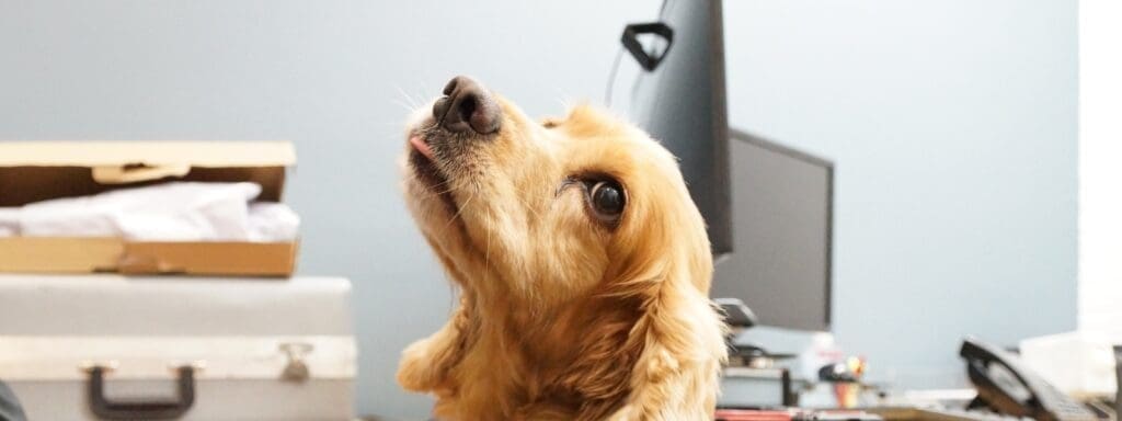 Bed Bug Services - K9 Inspections - MMPC