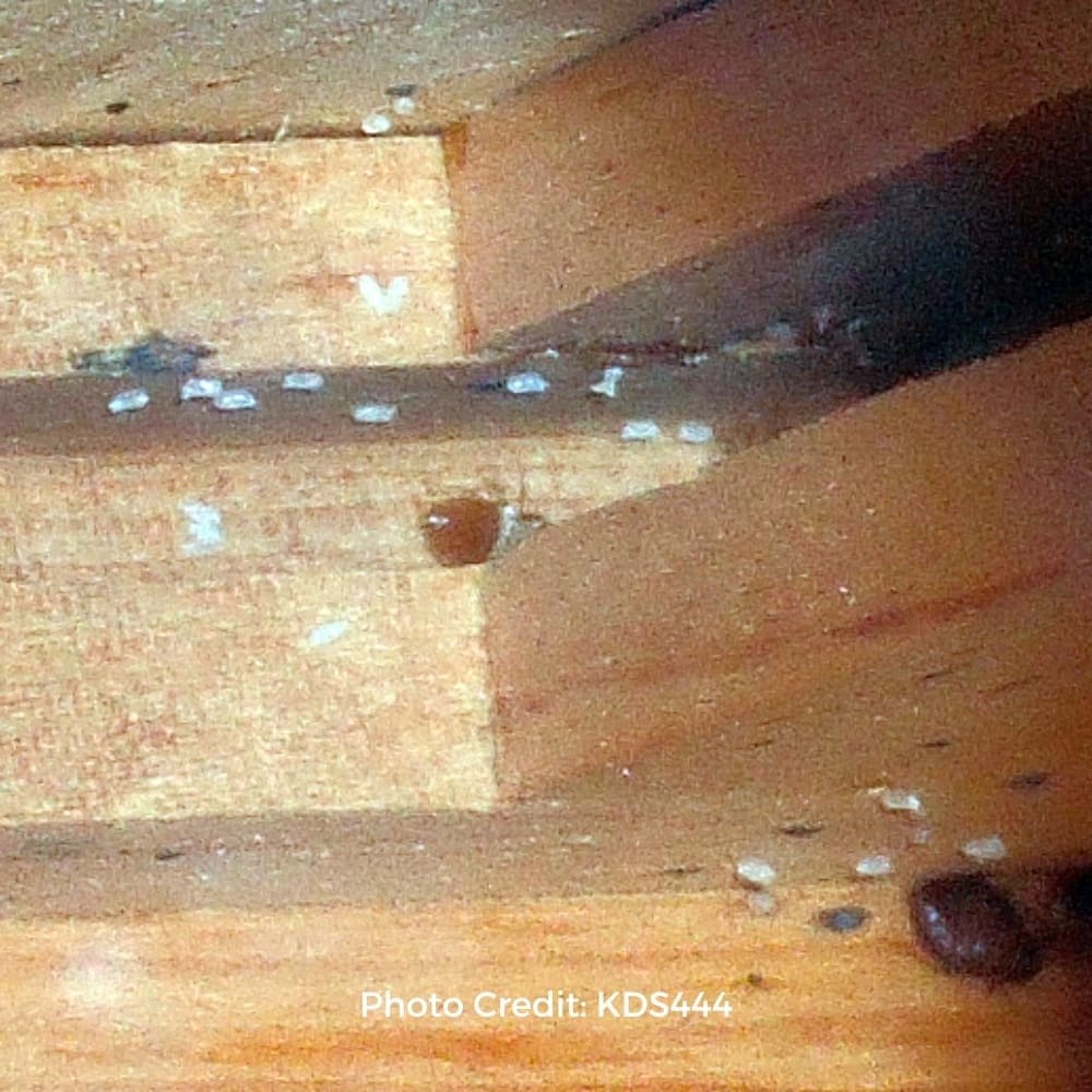 Early Signs of Bed Bugs - MMPC