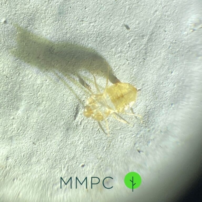 Early Signs of Bed Bugs - MMPC