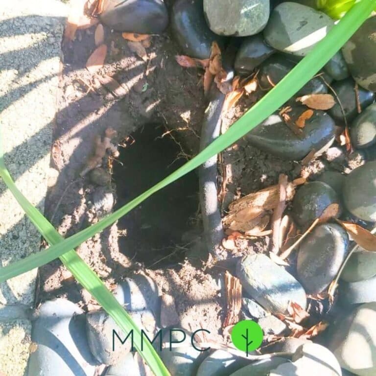 Finding and Eliminating Rat Burrows - MMPC