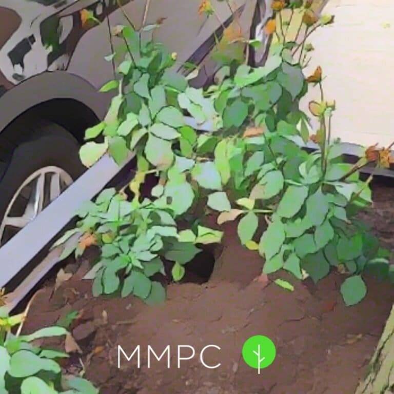 Finding and Eliminating Rat Burrows - MMPC