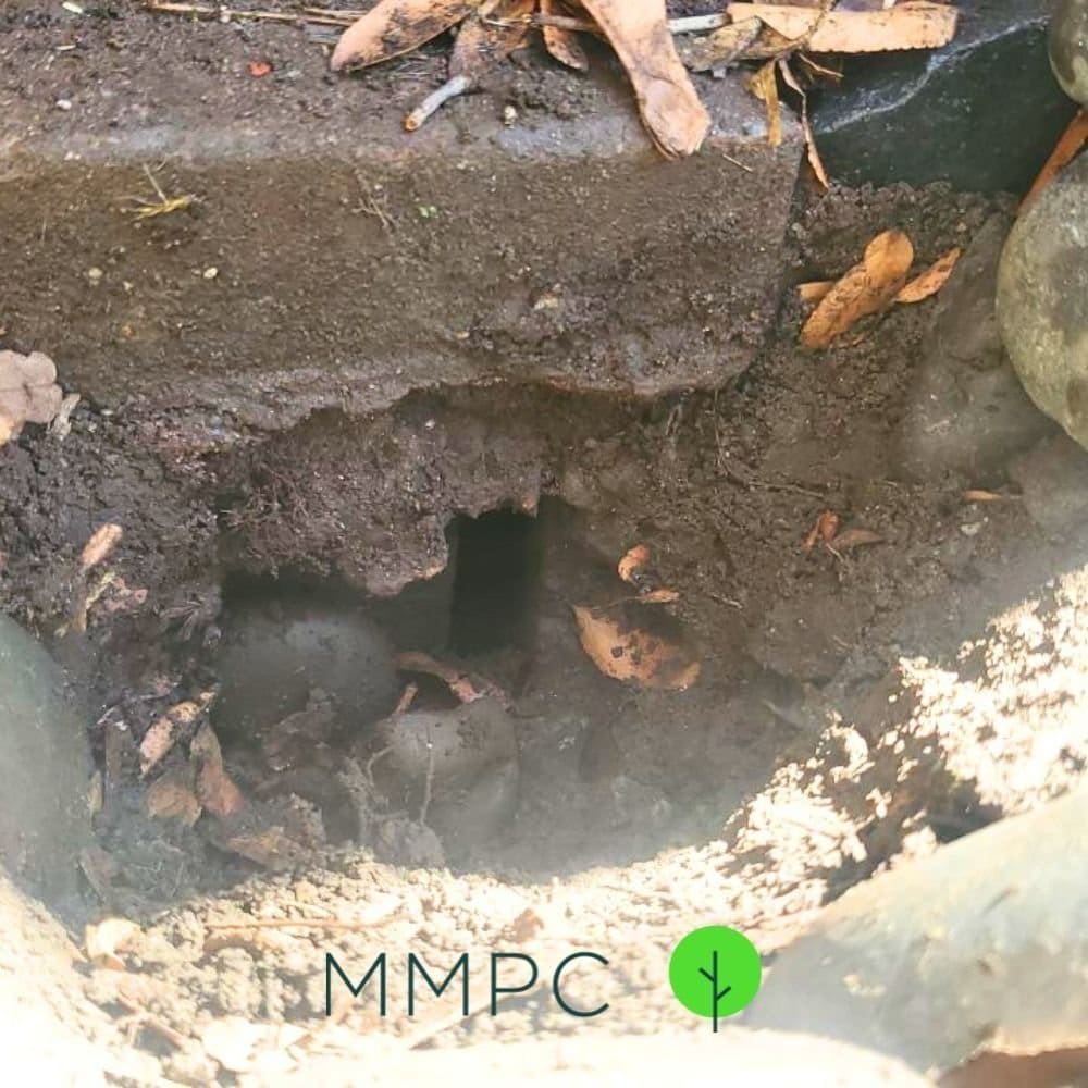 Finding and Eliminating Rat Burrows - MMPC