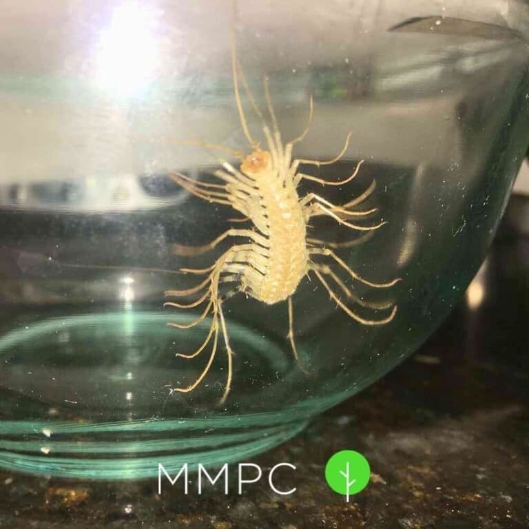 Centipede Identification & Control - MMPC Pest Library