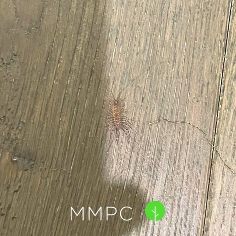 Centipede Identification & Control - MMPC Pest Library