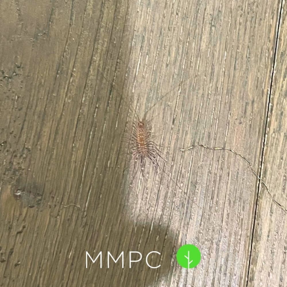 Centipede Identification & Control - MMPC Pest Library