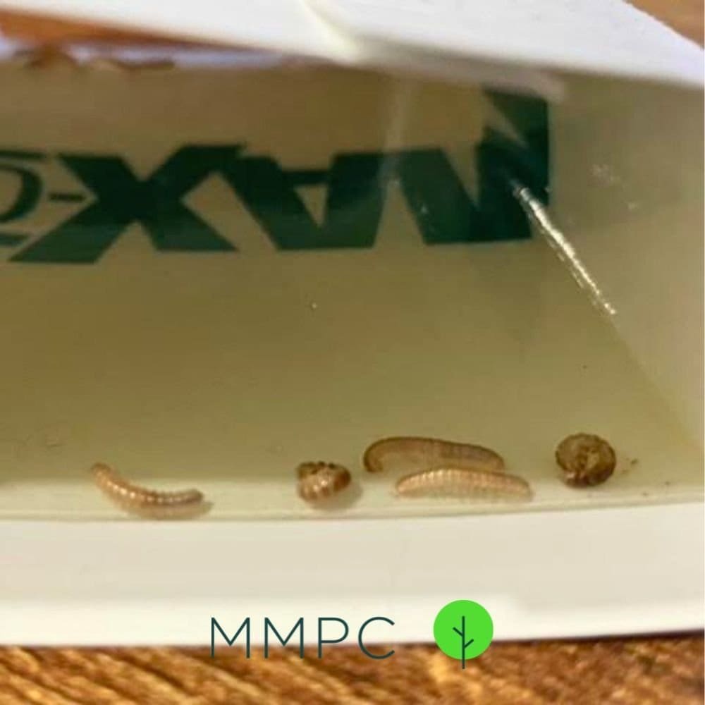 Millipedes - MMPC