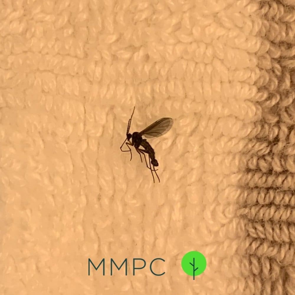 Fly Identification & Control - MMPC Pest Library