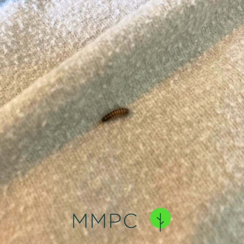 Carpet Beetle Identification & Control - MMPC Pest Library