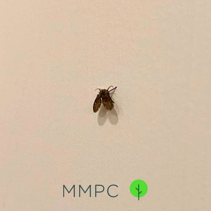 Fly Identification & Control - MMPC Pest Library