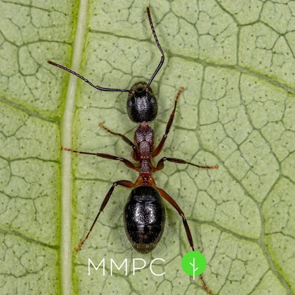 Ant Identification & Control - MMPC Pest Library